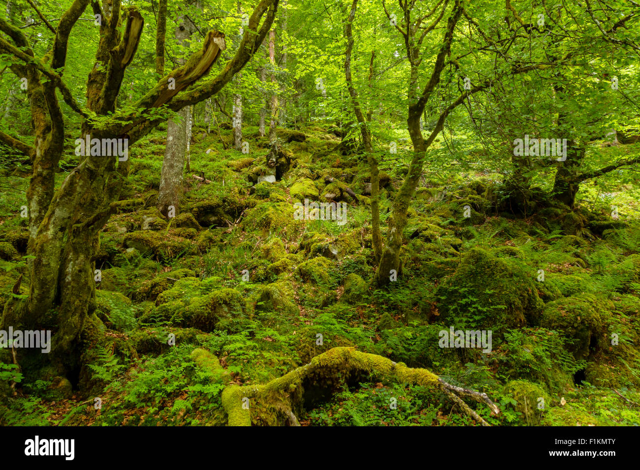 The forest in the Lesponne Valley, national park of Pyrenees, Hautes ...
