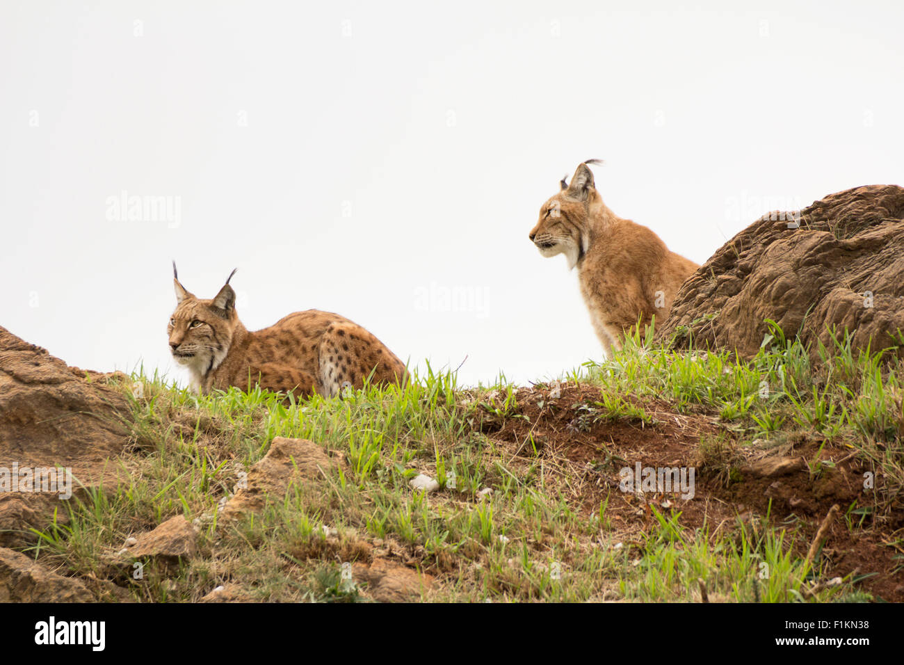 Two lynx hi-res stock photography and images - Alamy