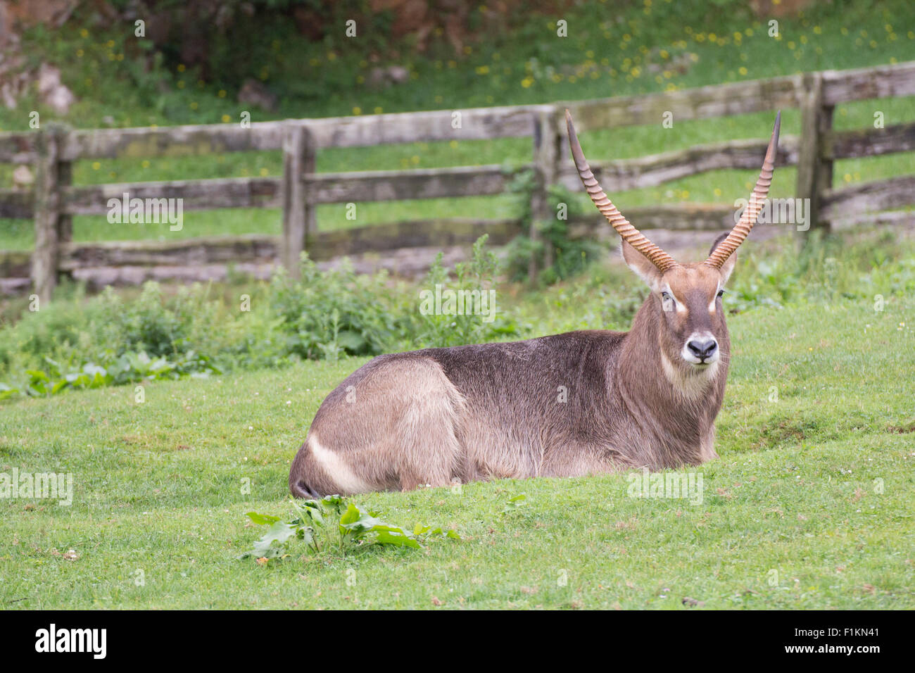 Water cobo hi-res stock photography and images - Alamy