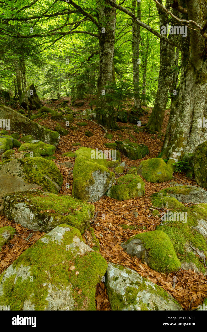 The forest in the Lesponne Valley, national park of Pyrenees, Hautes ...