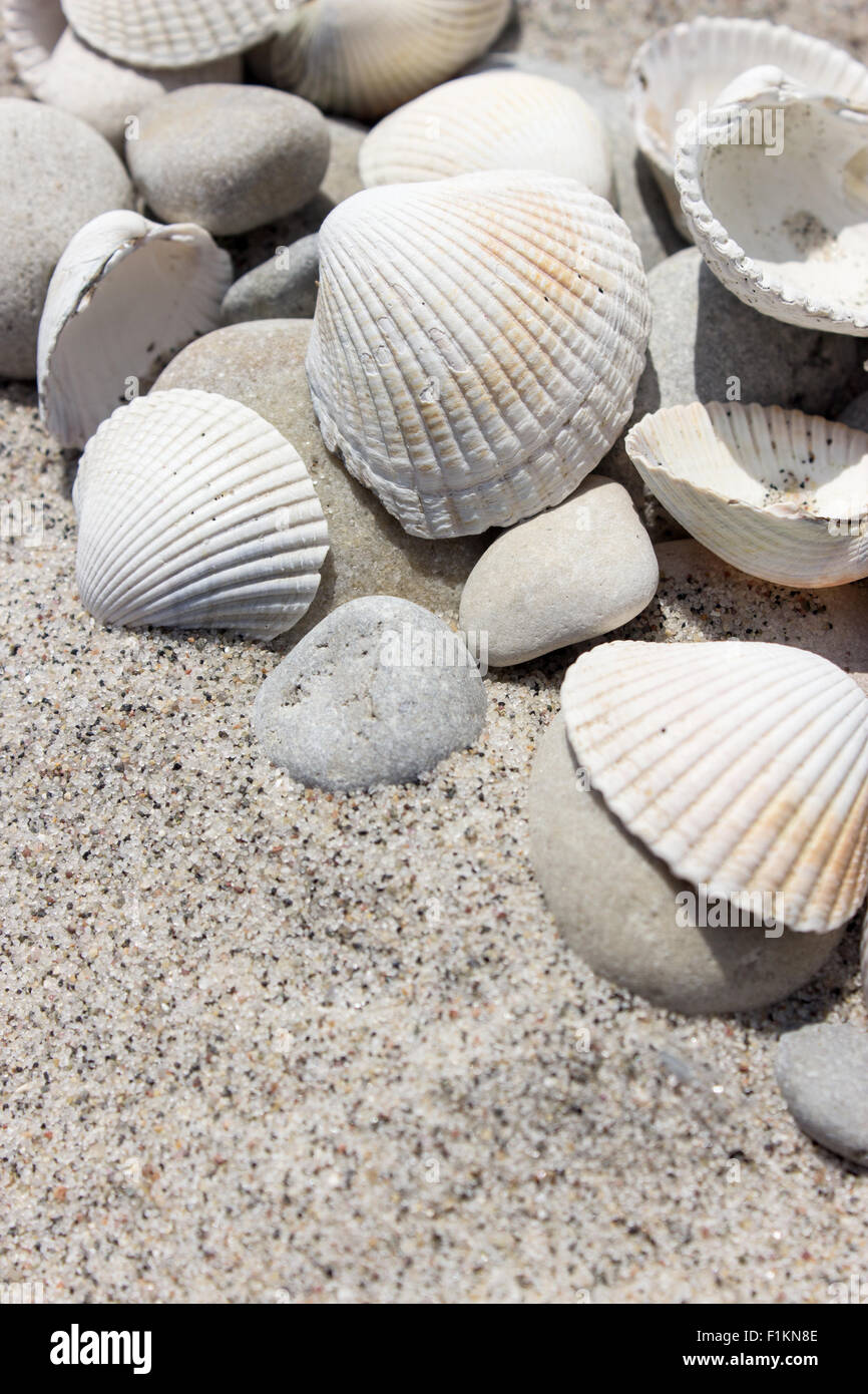 Shells and pebbles in the sand Stock Photo - Alamy