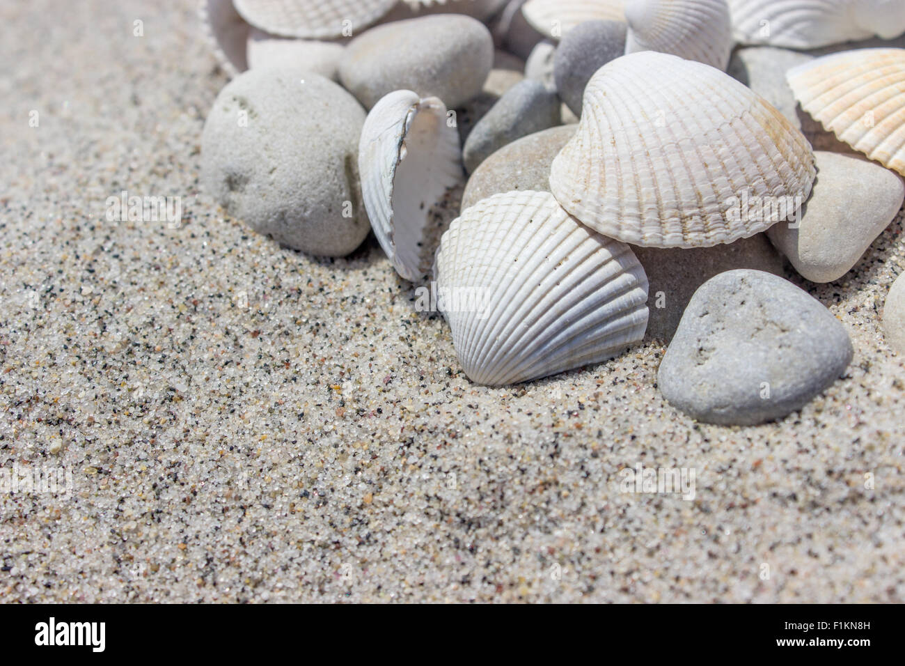 Shells and pebbles in the sand Stock Photo - Alamy