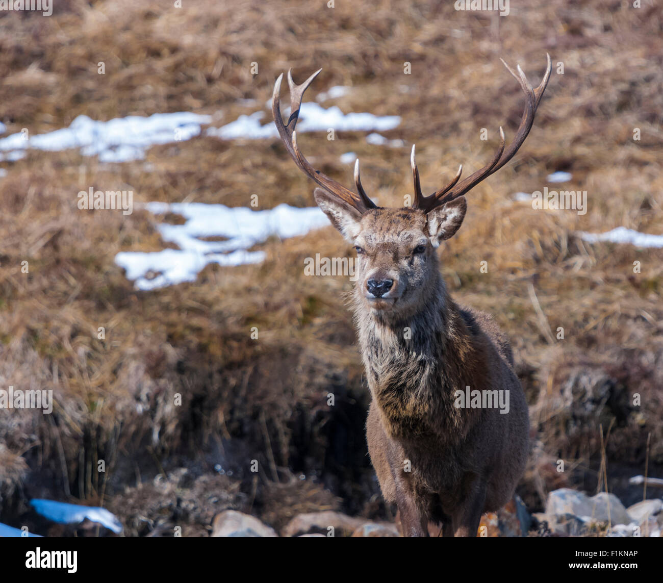 Spring red deer hi-res stock photography and images - Alamy