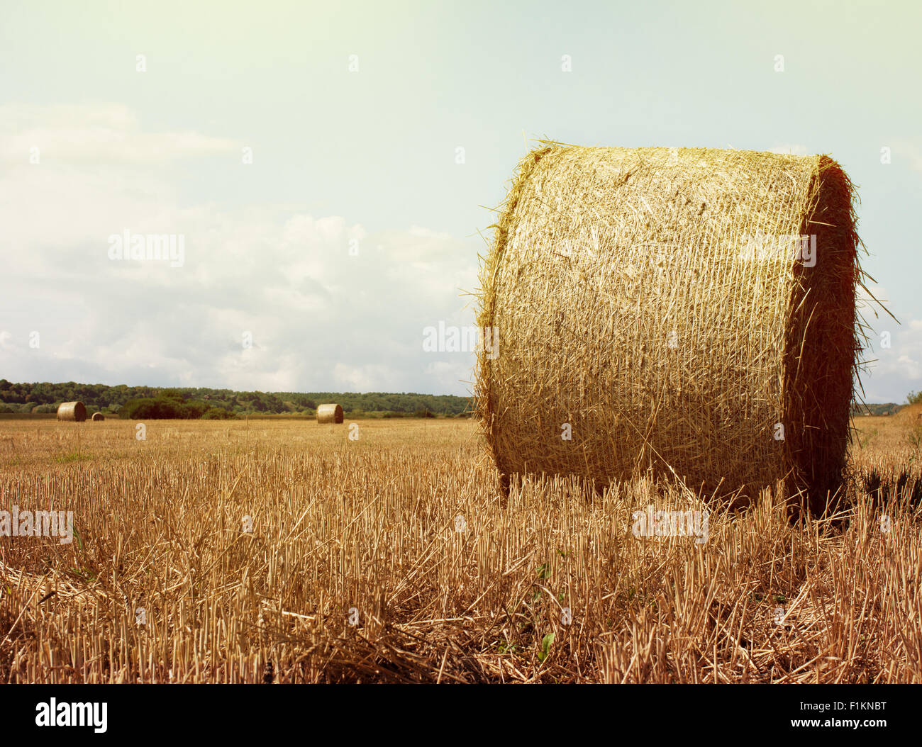 Hay bales rolls on the field after harvest. Light blue sky with clouds ...