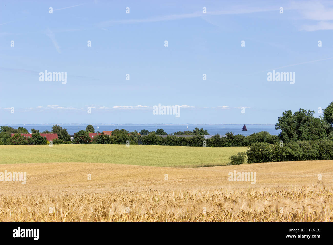 Baltic landscape with grain field, houses and the sea Stock Photo - Alamy