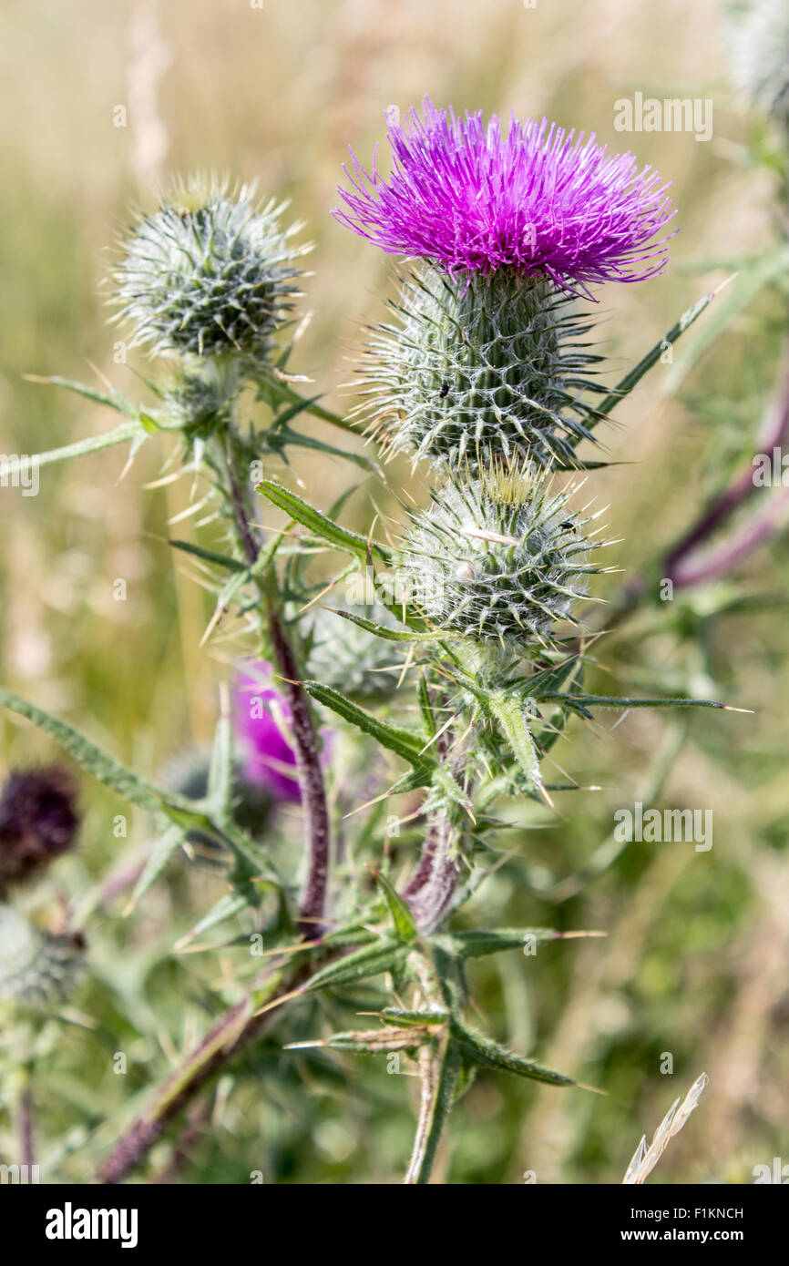Flower of a thistle in the meadow Stock Photo - Alamy