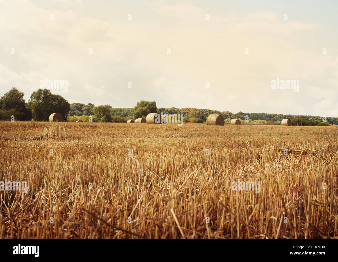 Hay bales rolls on the field after harvest. Light blue sky with clouds ...