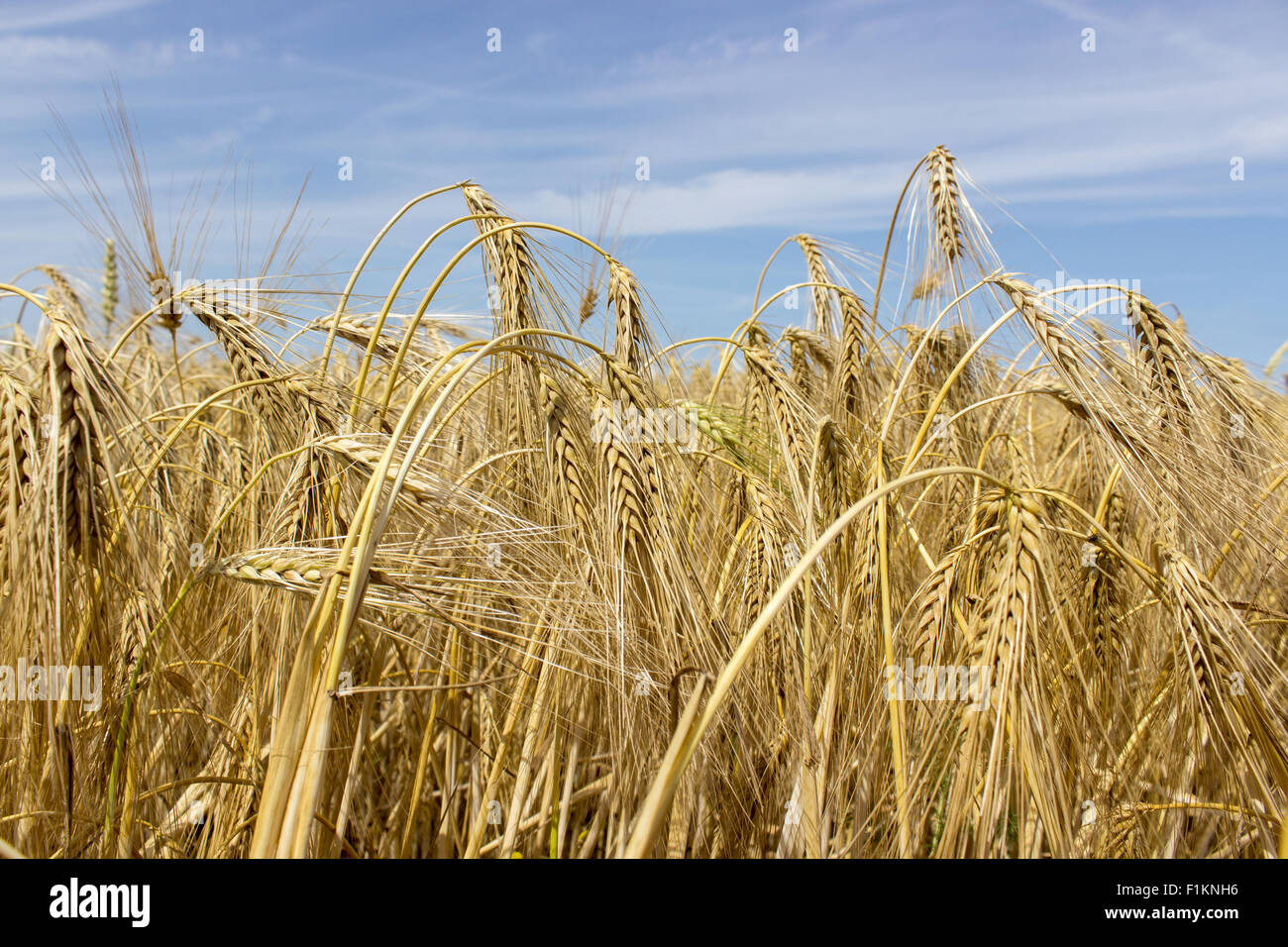Barley awns hi-res stock photography and images - Alamy