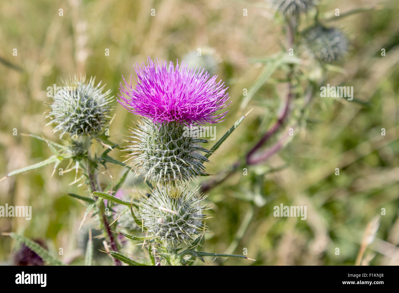 Silybum marianum milk thistle leaves hi-res stock photography and ...