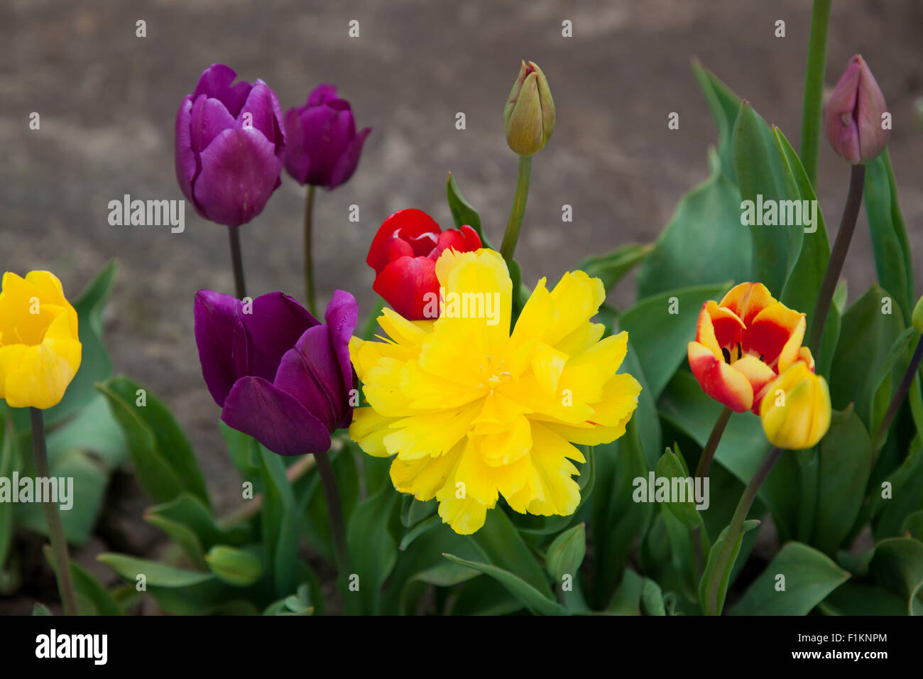 A lacy yellow tulip grows next to smaller tulips of purple, red and ...