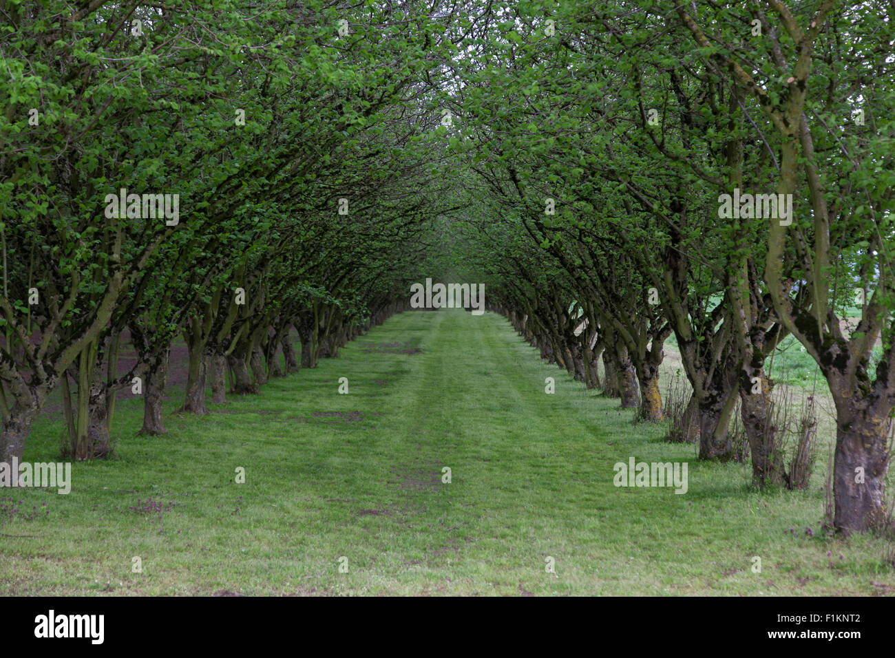 Looking down a grass lane between tow rows of hazelnut trees starting ...