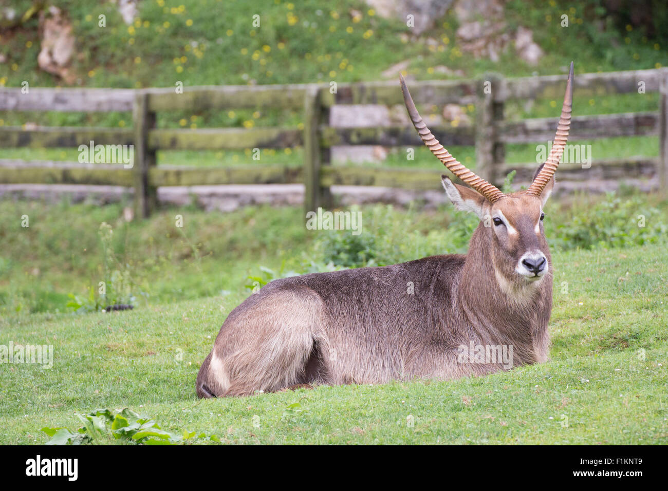 Water cobo hi-res stock photography and images - Alamy