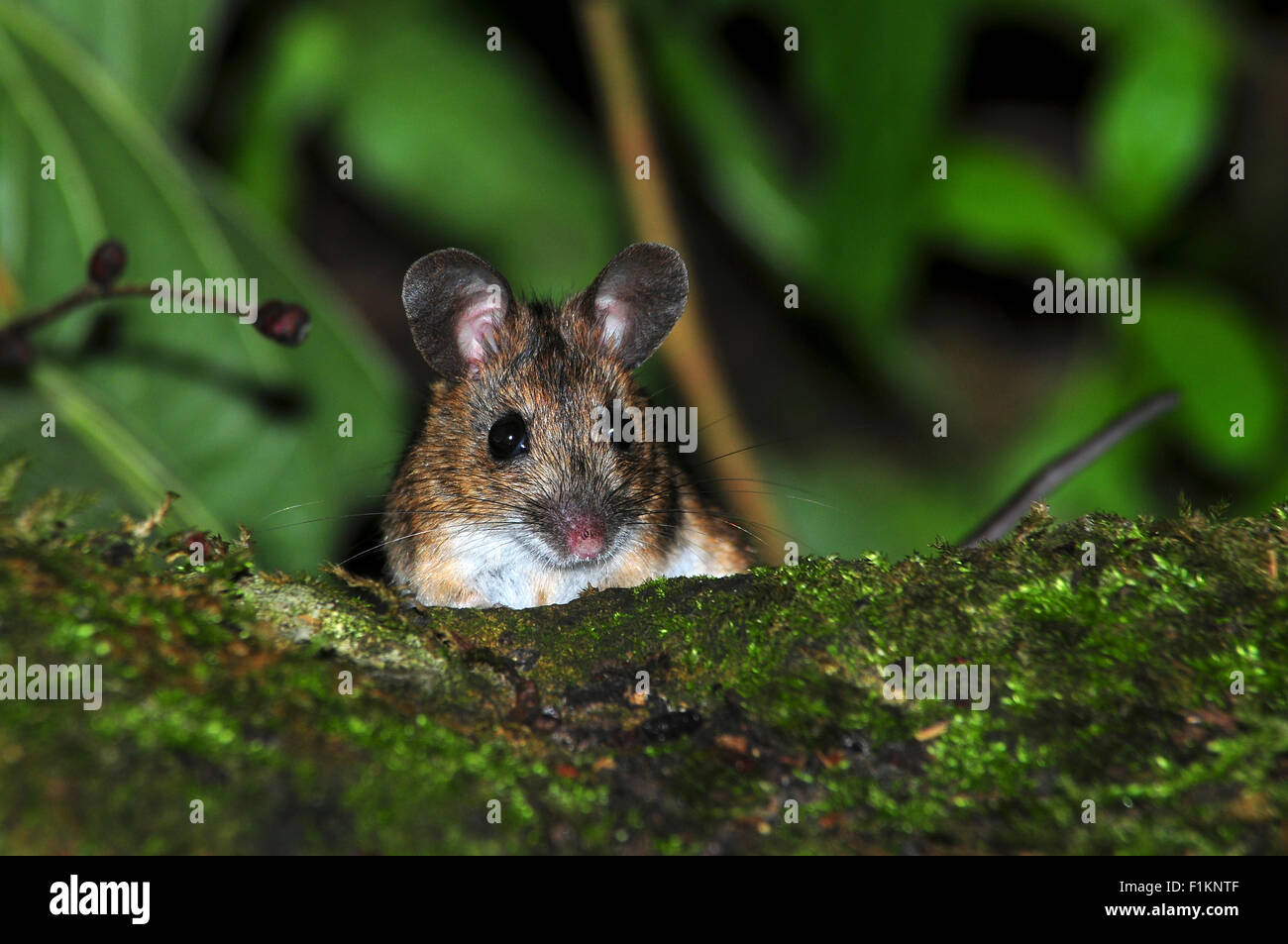 wood mouse apodemus sylvaticus Stock Photo - Alamy