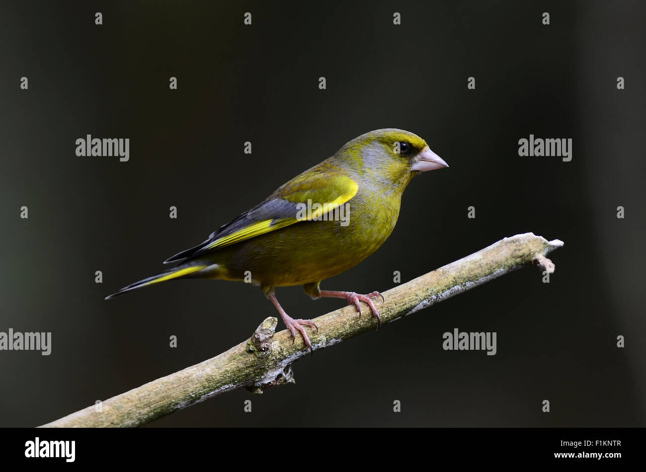 Greenfinch in habitat hi-res stock photography and images - Alamy