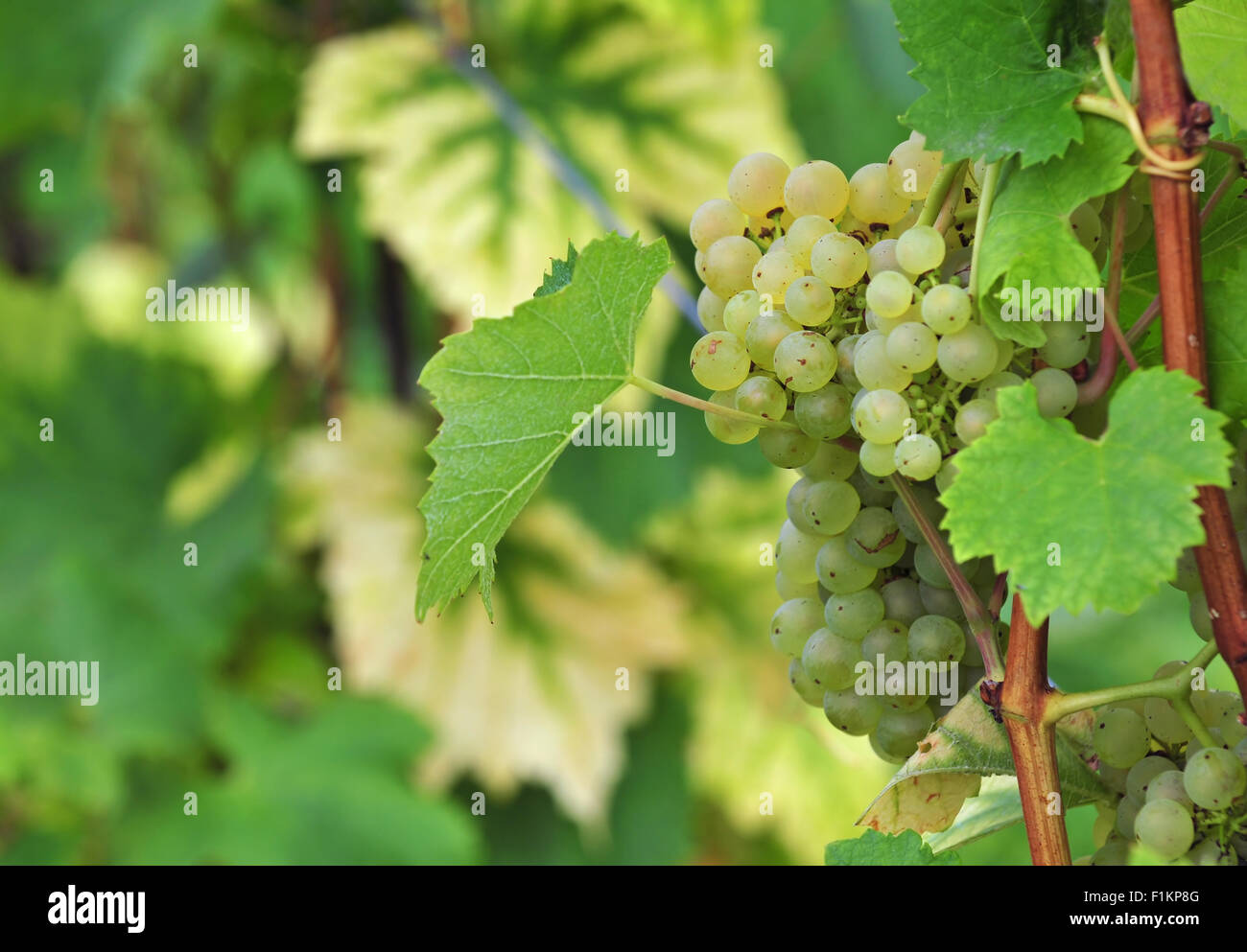 Vine fruit hi-res stock photography and images - Alamy
