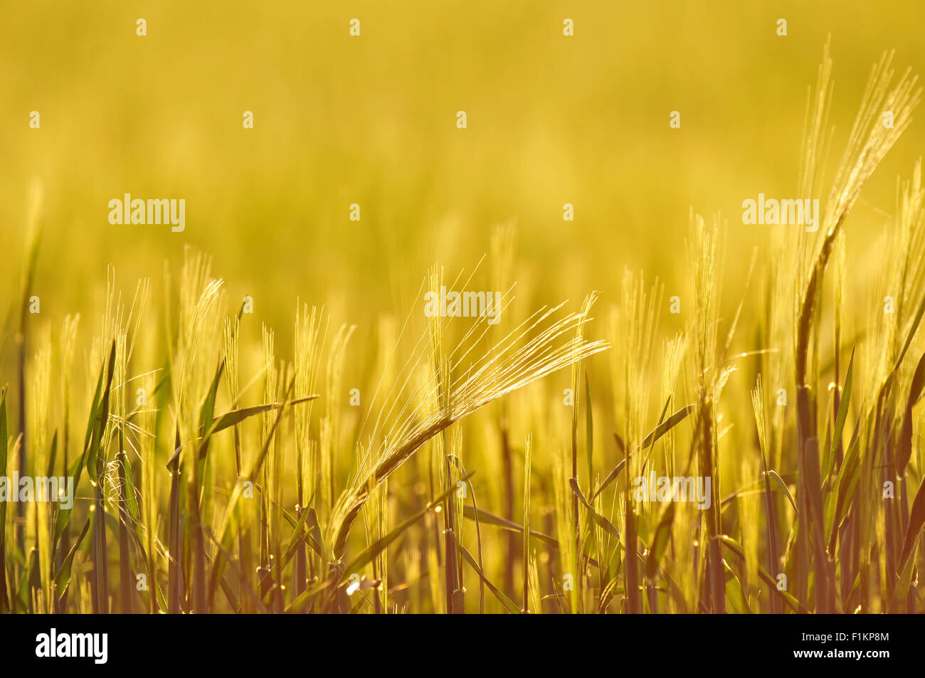 Close up shallow hi-res stock photography and images - Alamy
