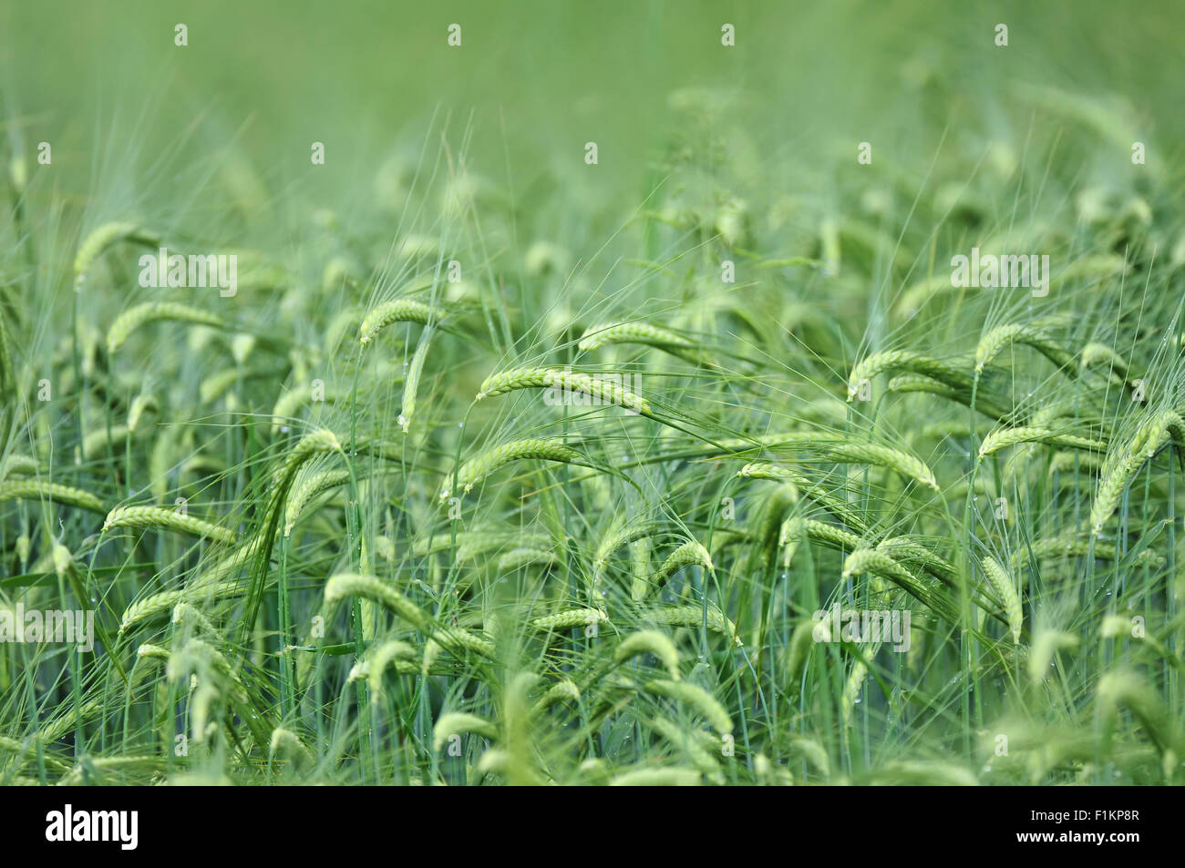 Photo of field of barley, close up Stock Photo - Alamy