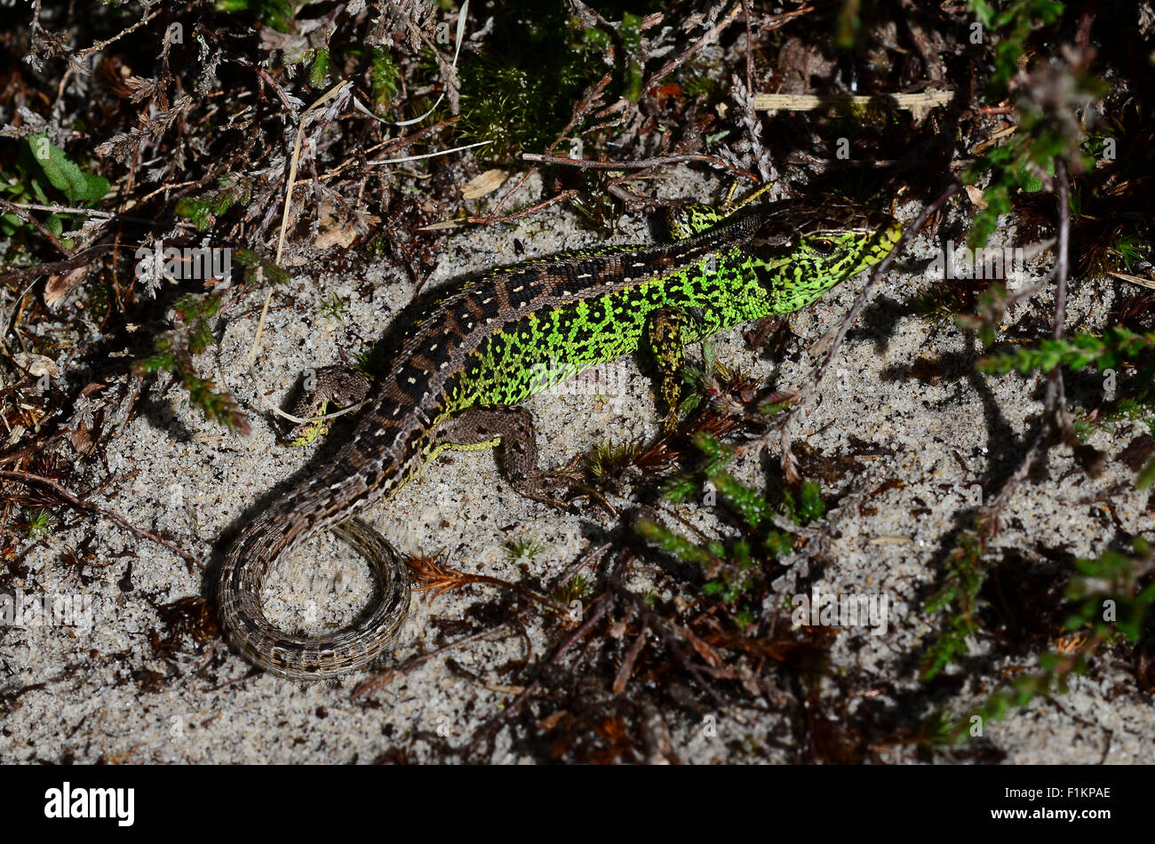 Sand lizards hi-res stock photography and images - Alamy