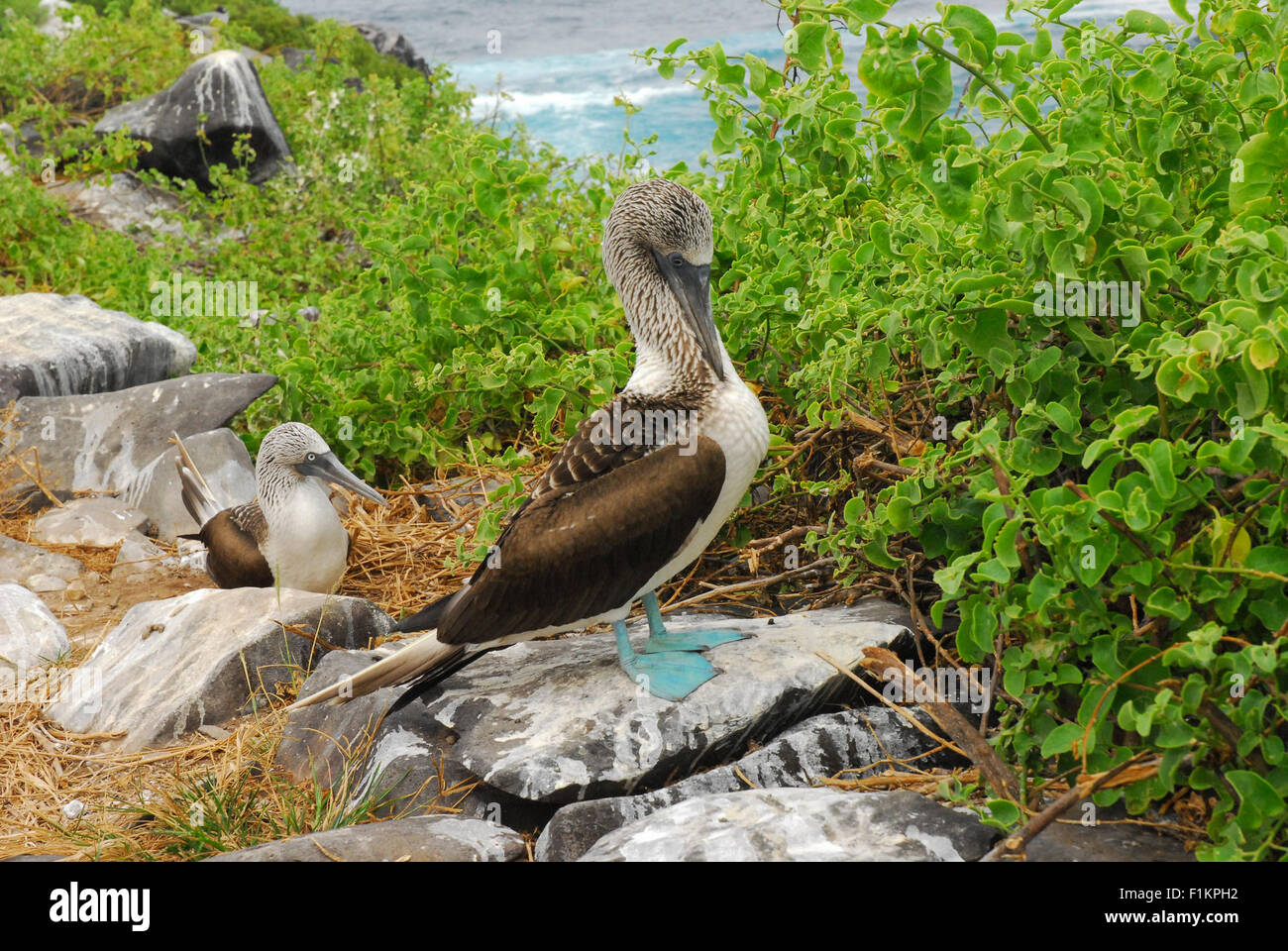 Blue footed Booby, Galapagos Islands, Ecuador, South America Stock ...