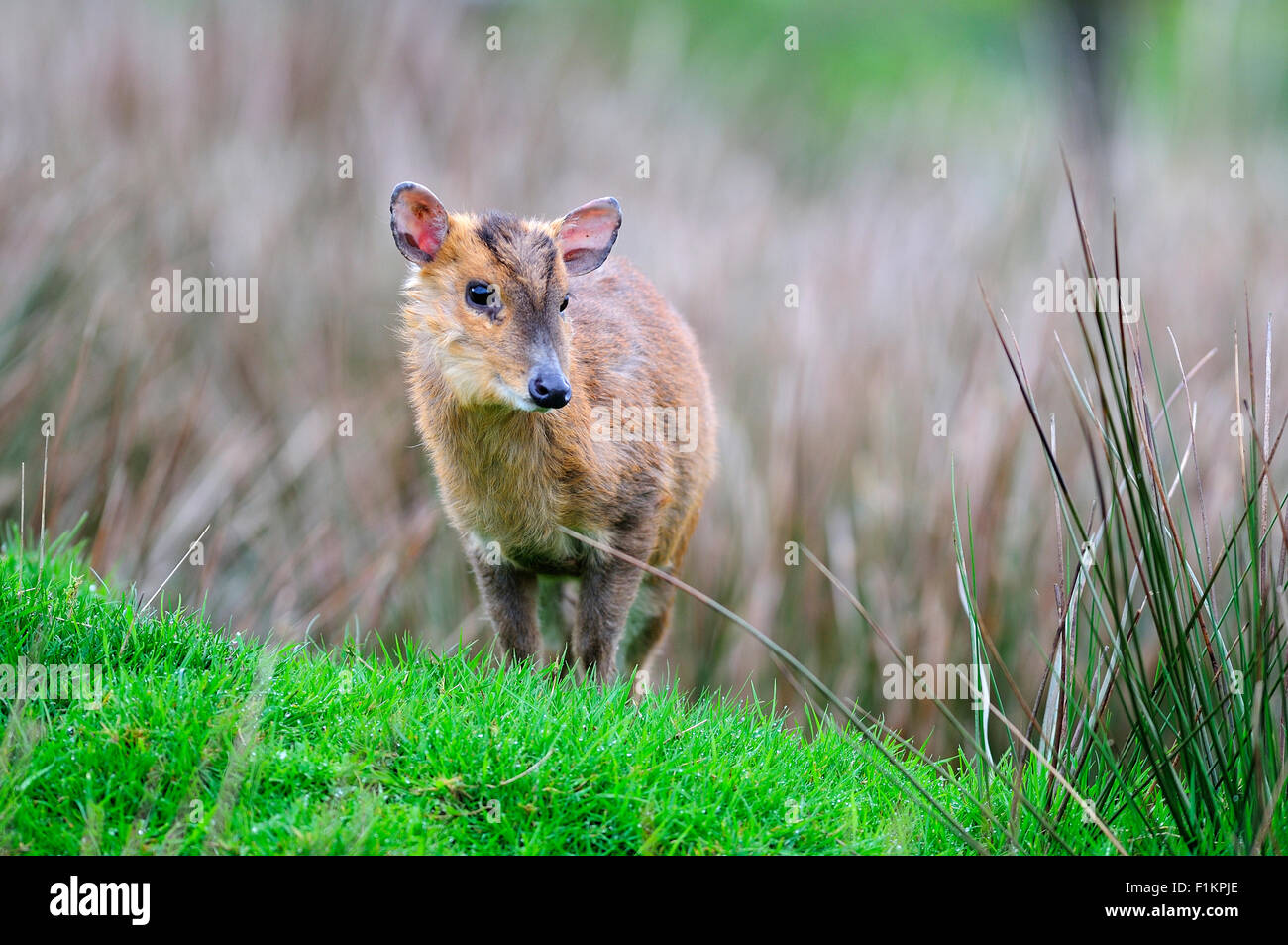 Muntjac Deer Uk High Resolution Stock Photography and Images - Alamy