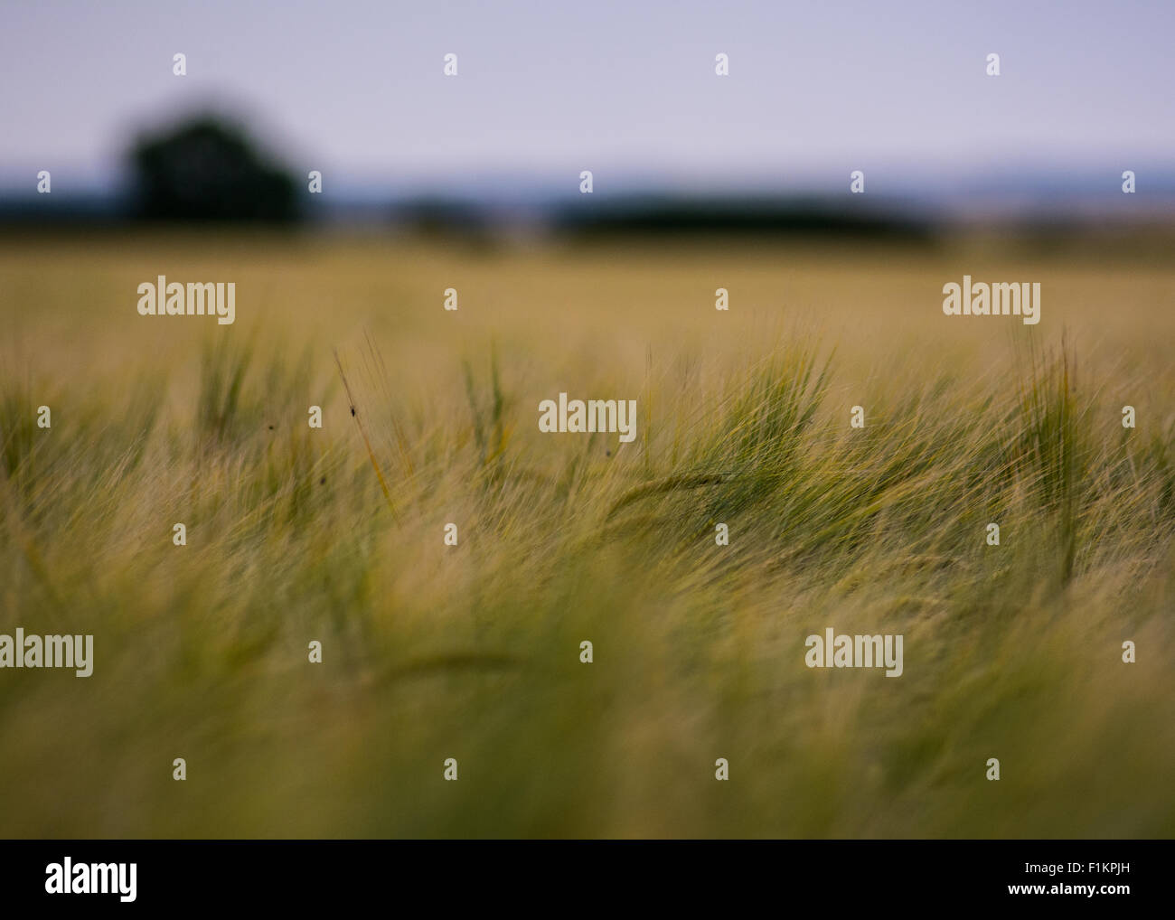 British farm sunset hi-res stock photography and images - Alamy