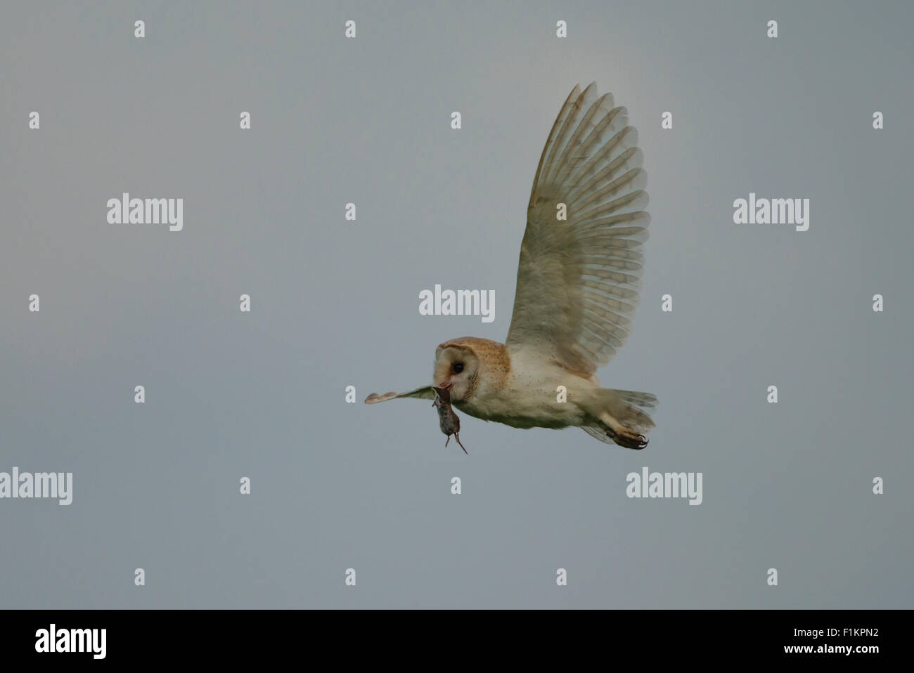 Barn Owl carrying prey Stock Photo - Alamy