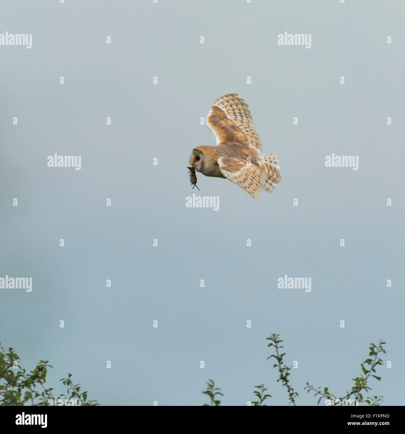 Barn Owl carrying prey Stock Photo - Alamy