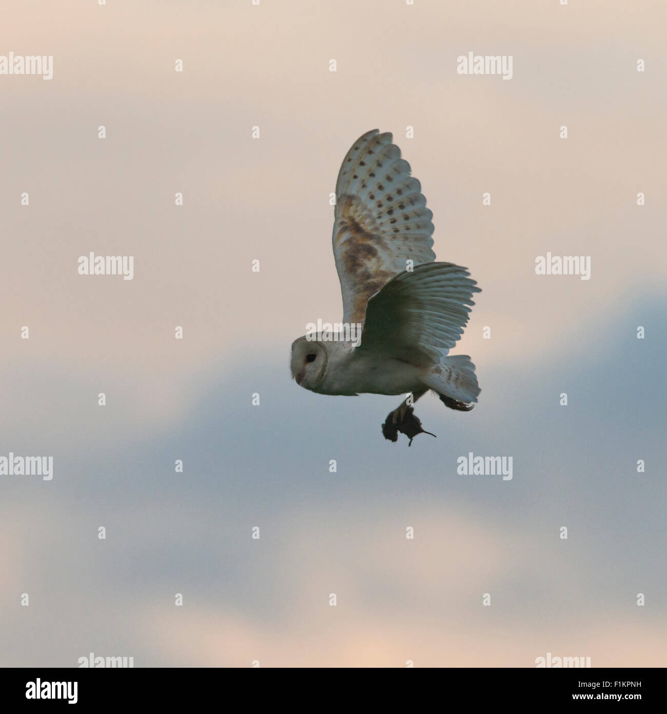 Barn Owl carrying prey Stock Photo - Alamy