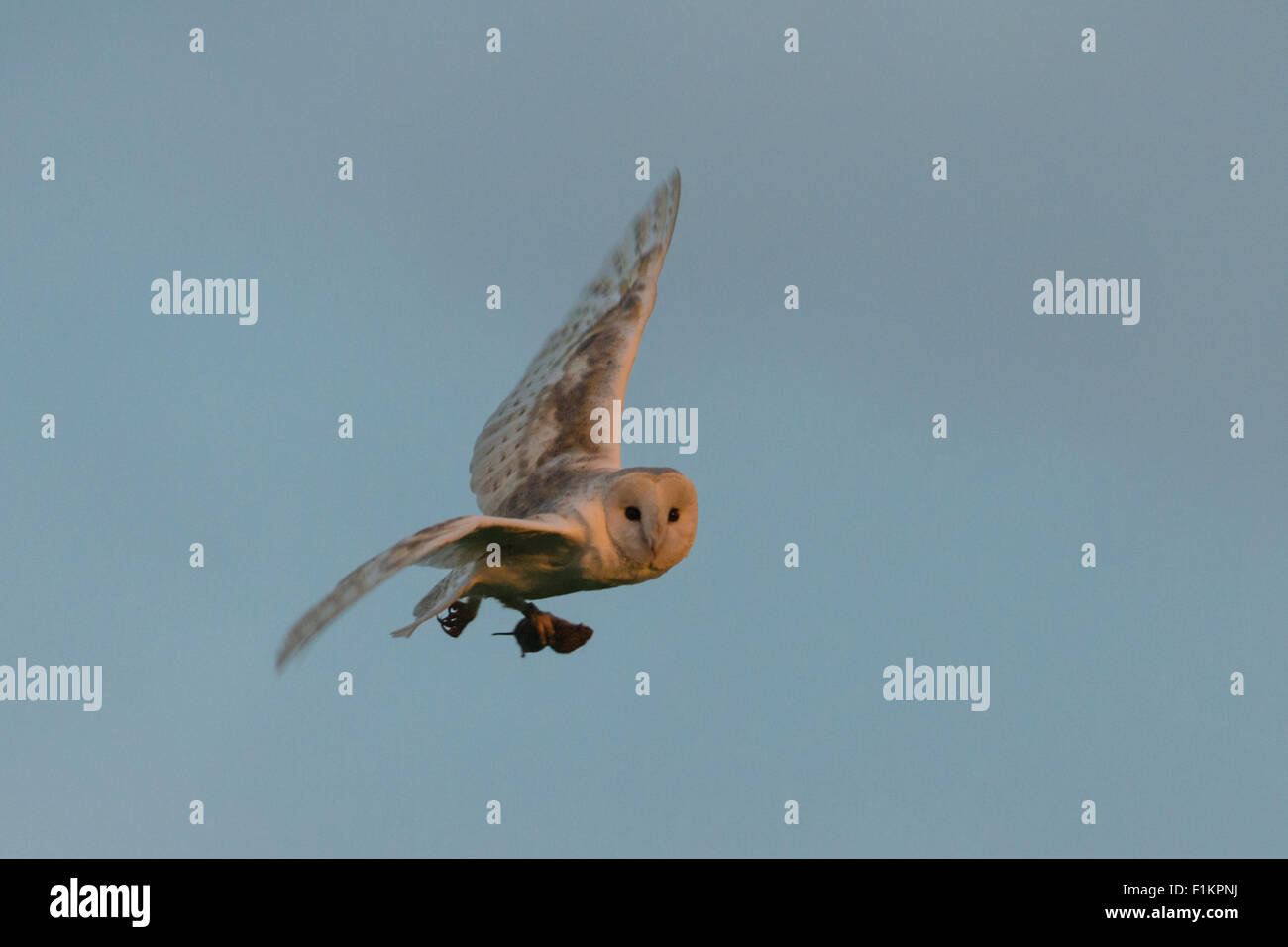 Barn Owl carrying prey Stock Photo - Alamy
