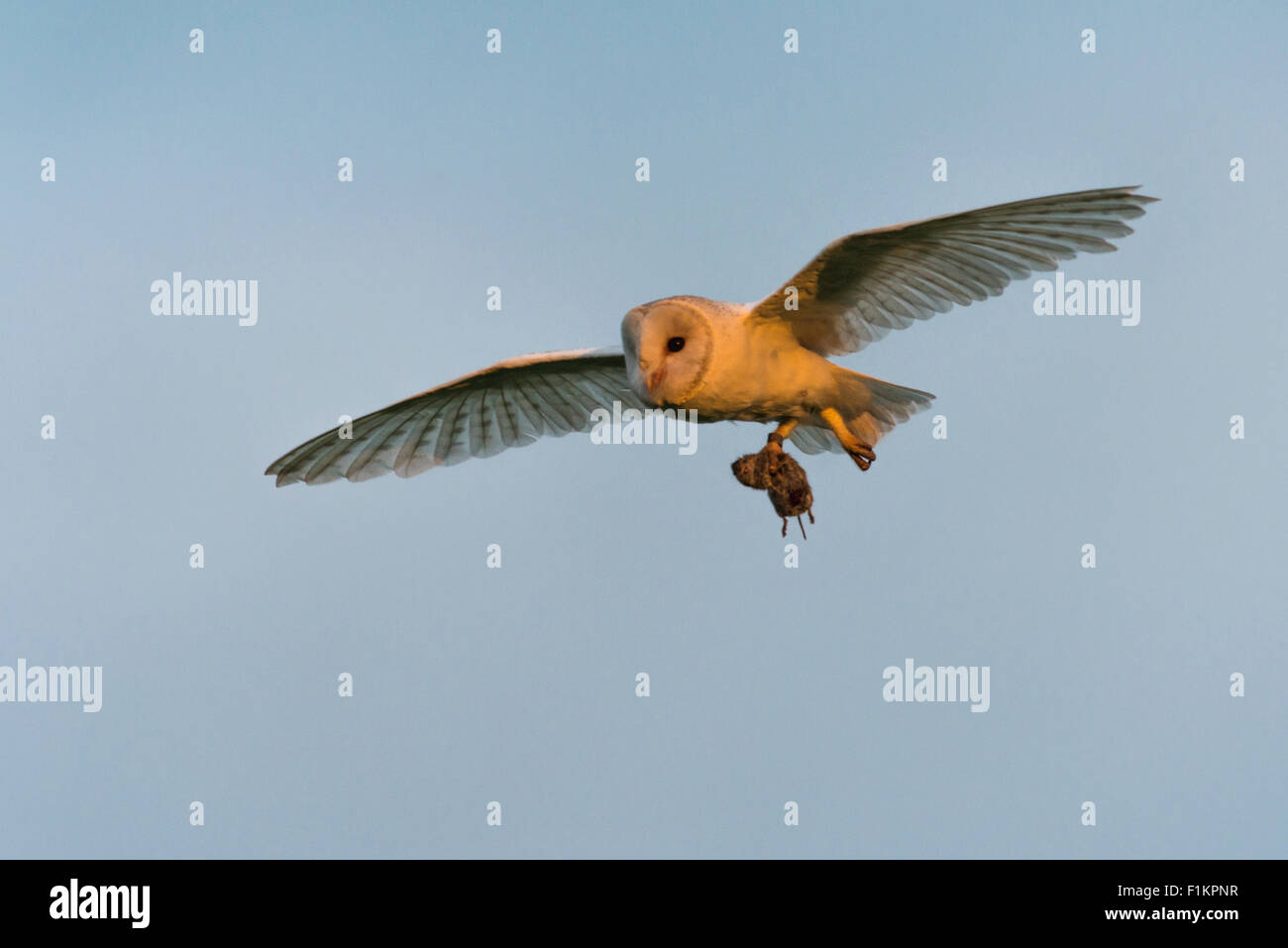 Barn Owl carrying prey Stock Photo - Alamy