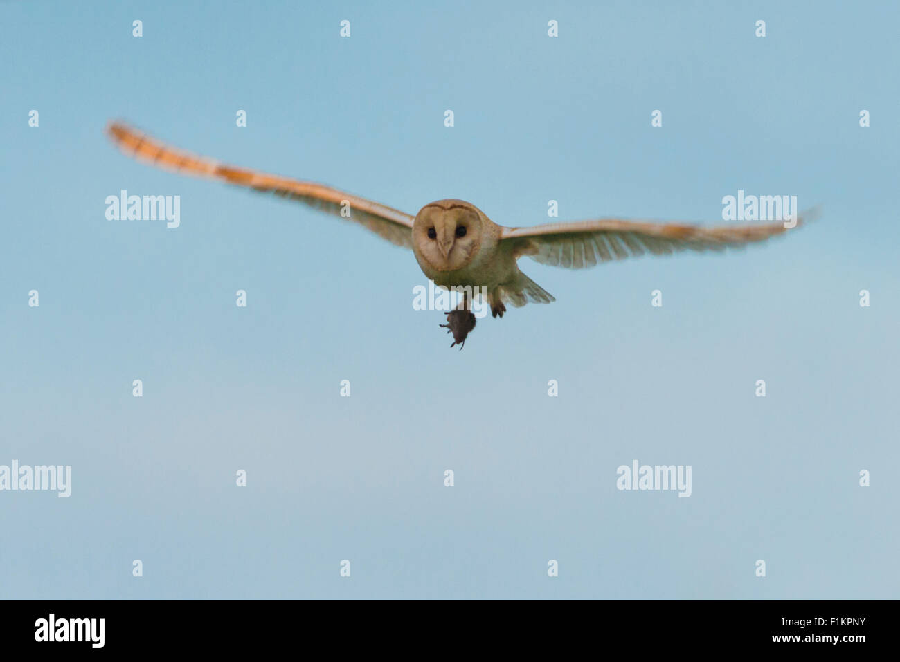 Barn Owl carrying prey Stock Photo - Alamy