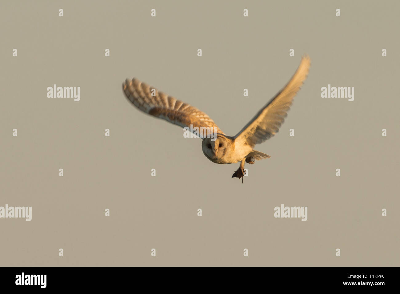 Barn Owl carrying prey Stock Photo - Alamy
