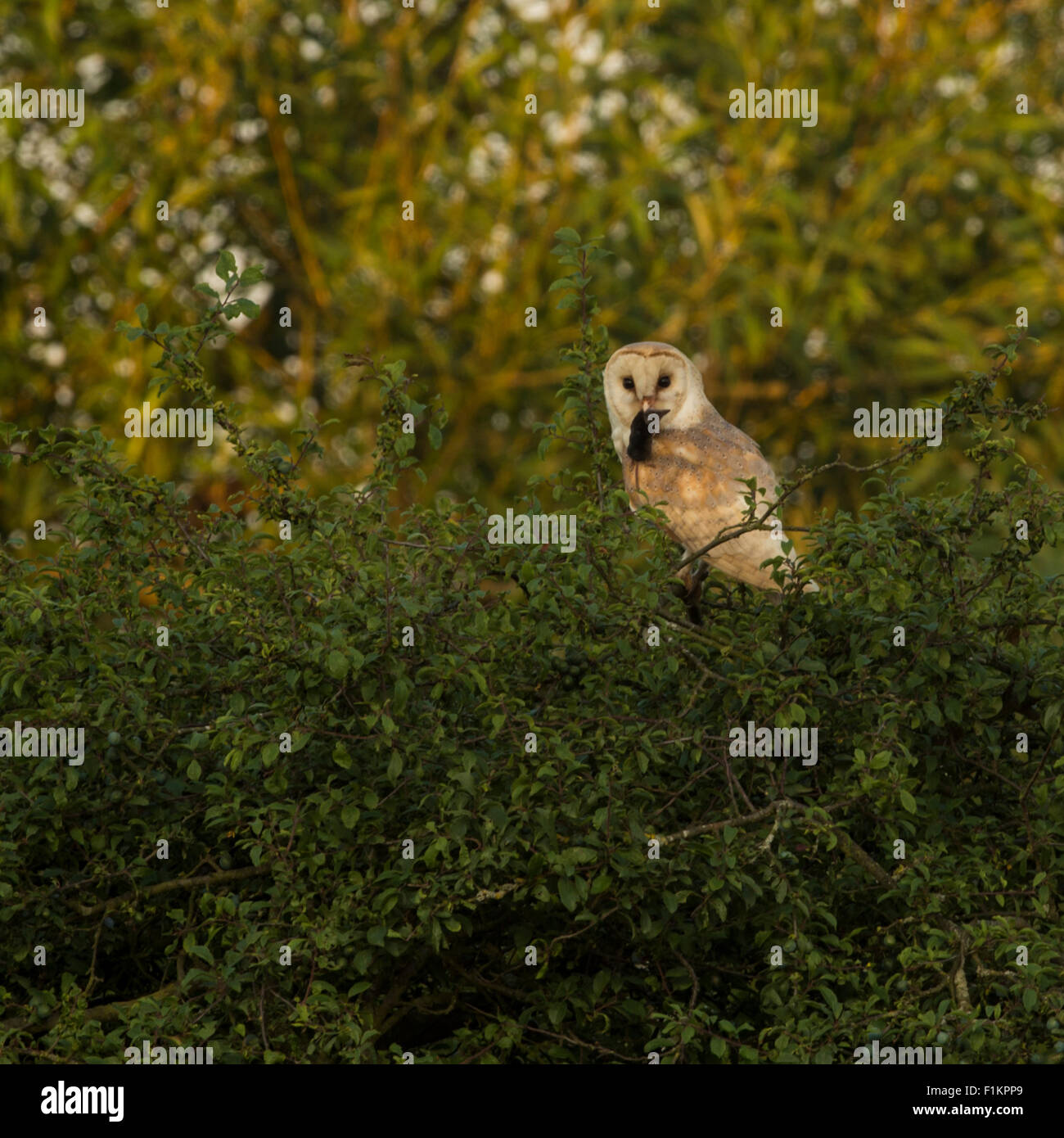 Barn owl carrying prey hi-res stock photography and images - Alamy