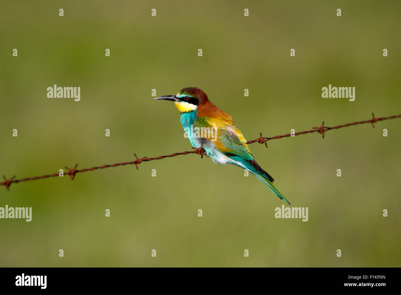 Bee eater apiaster spain hi-res stock photography and images - Alamy