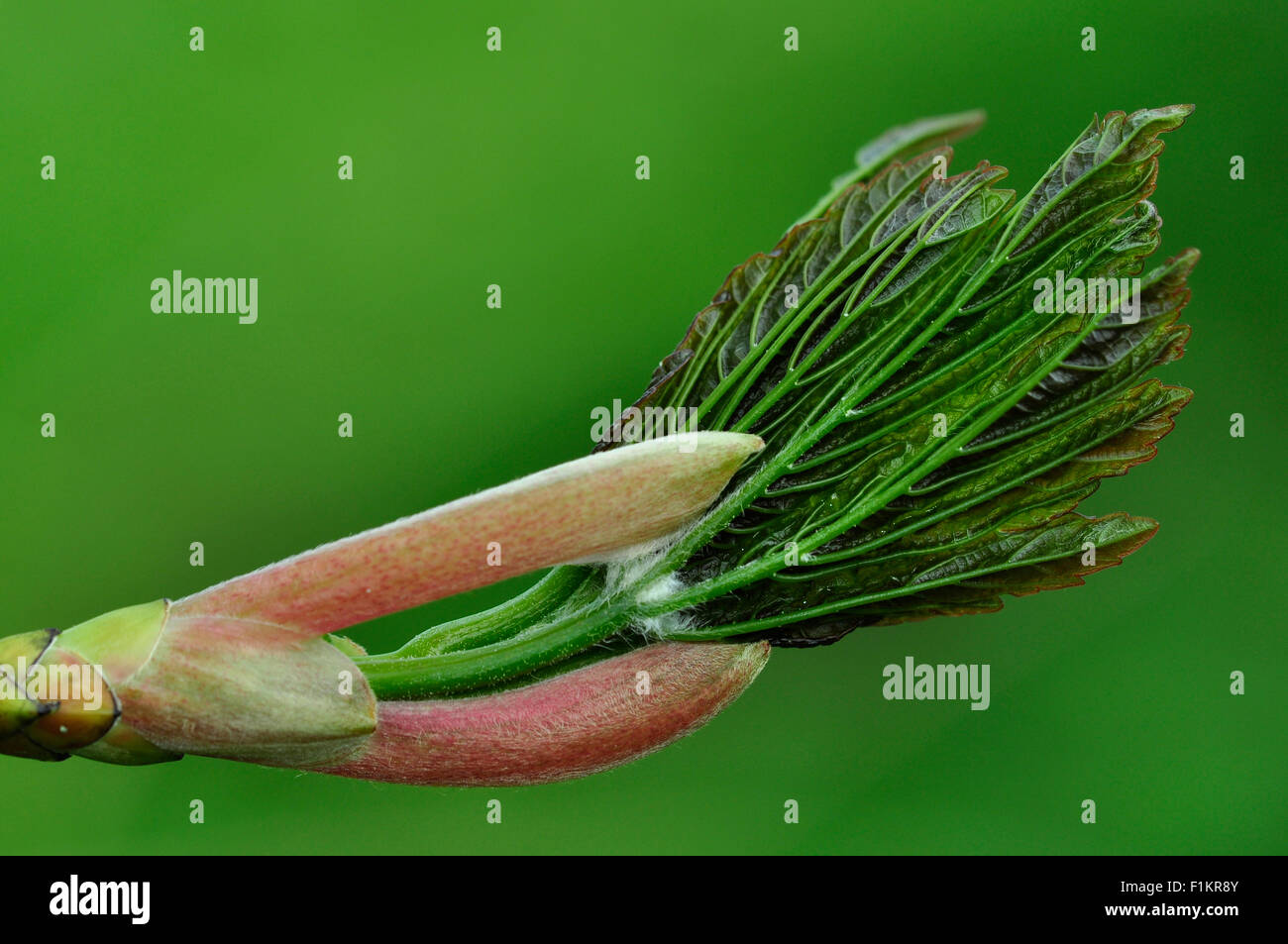 Sycamore bud hi-res stock photography and images - Alamy