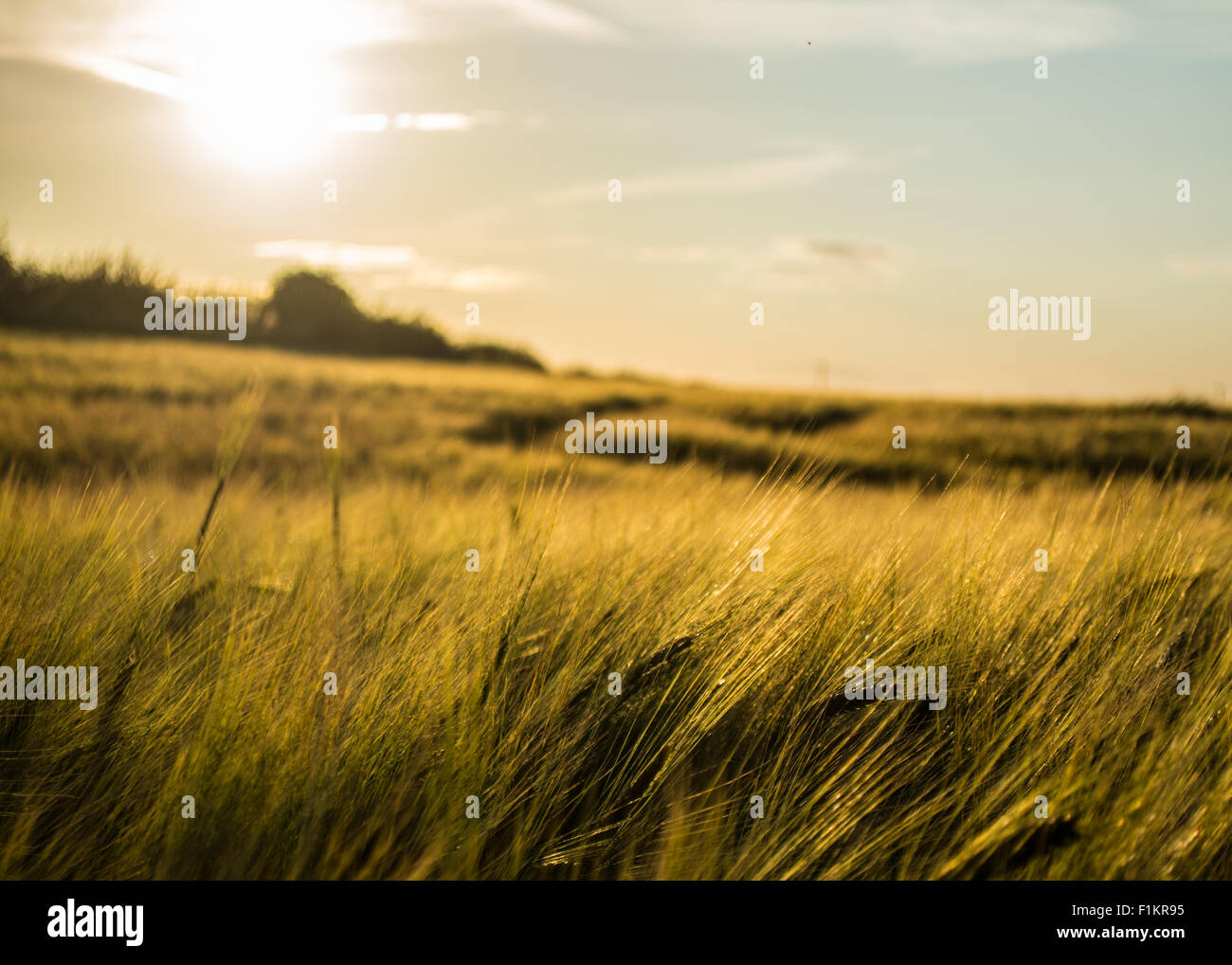 Corn field in East Yorkshire Stock Photo - Alamy