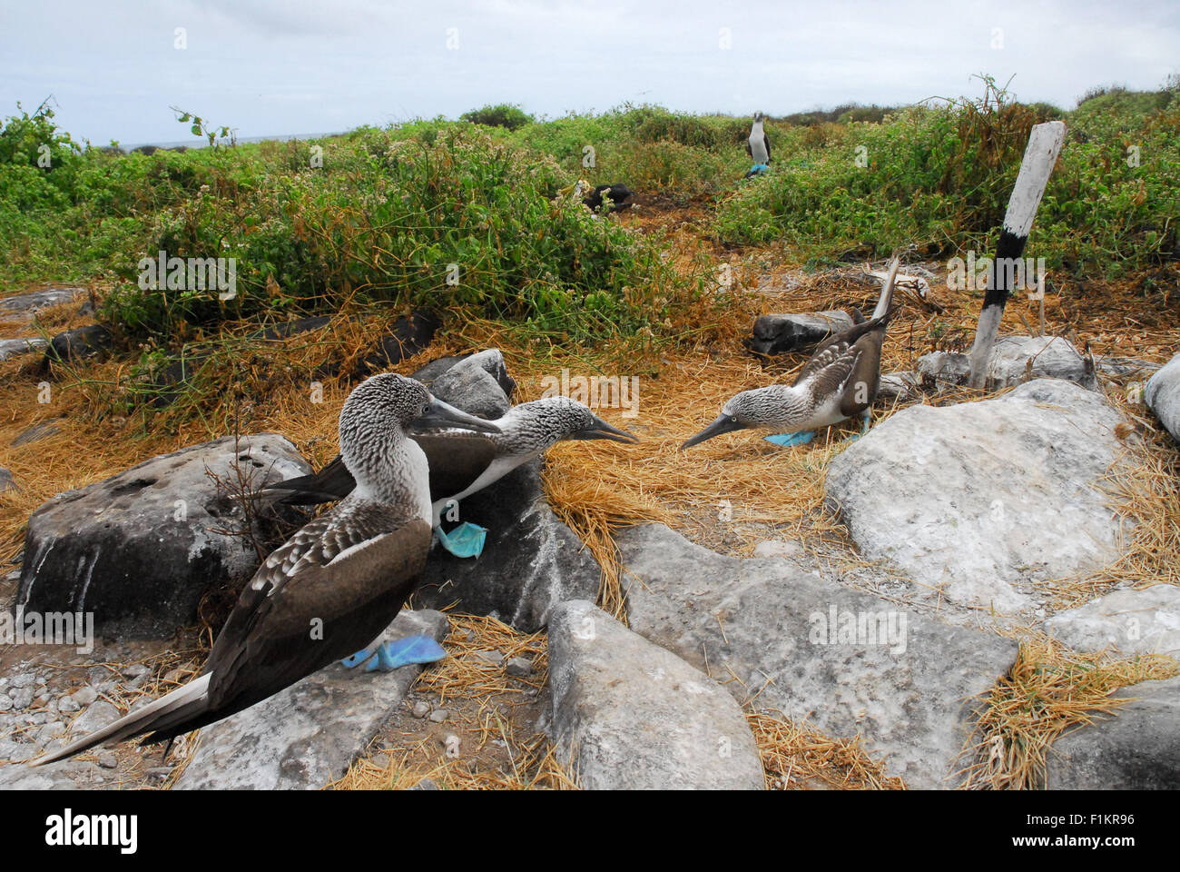 Mating dance hi-res stock photography and images - Alamy