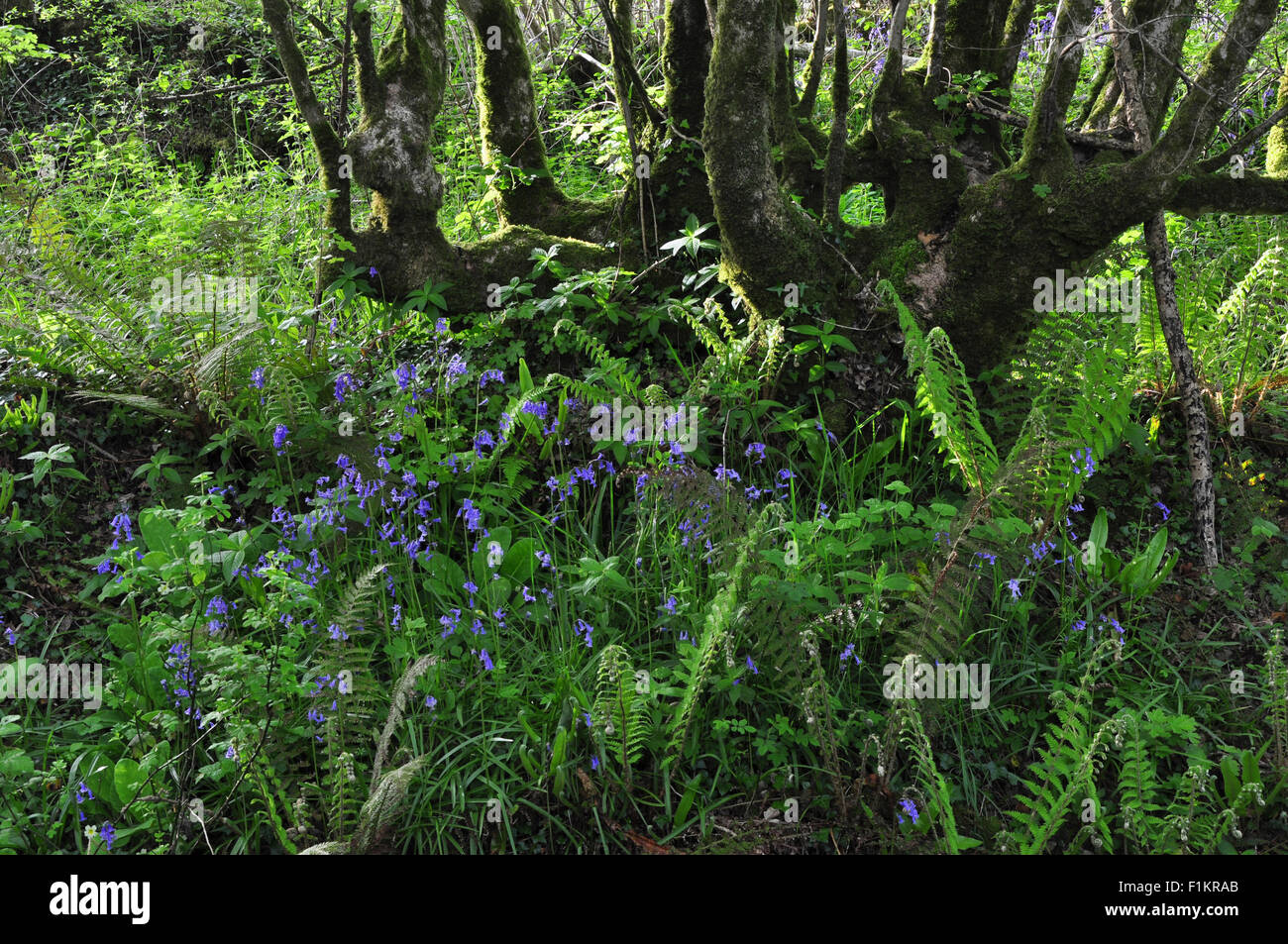 Old hedge stumps at Mount Pleasant Lane, Kingcombe Meadows DWT nature ...