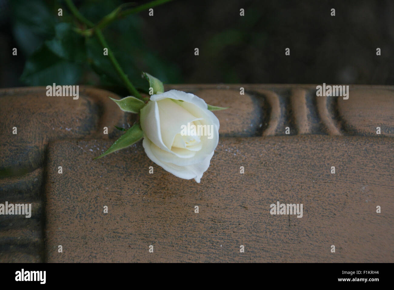 Opening rosebud hi-res stock photography and images - Alamy