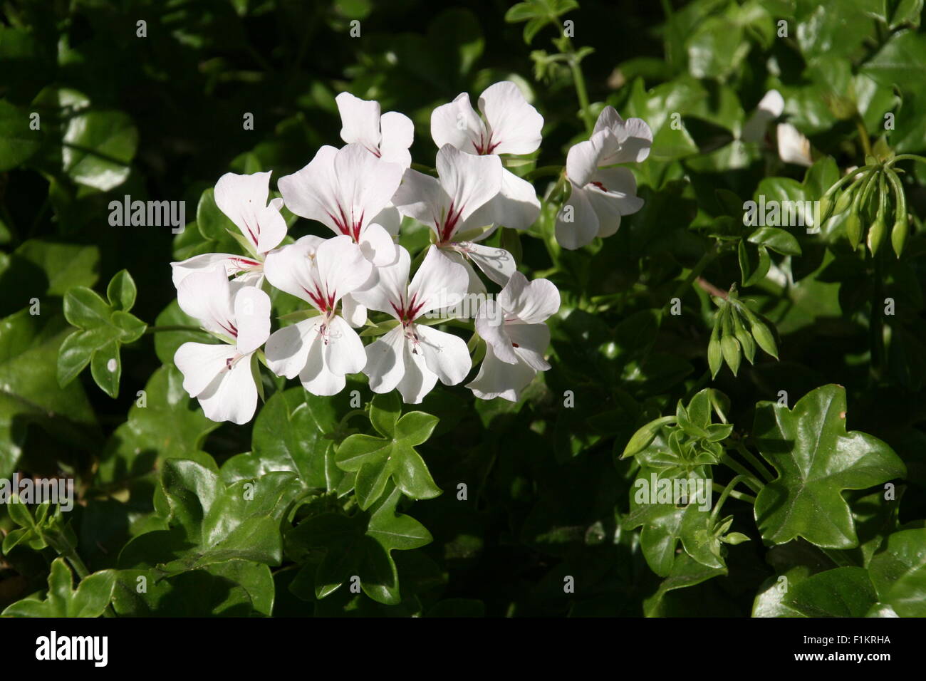 Geranium clarkei perennial native to india hi-res stock photography and ...