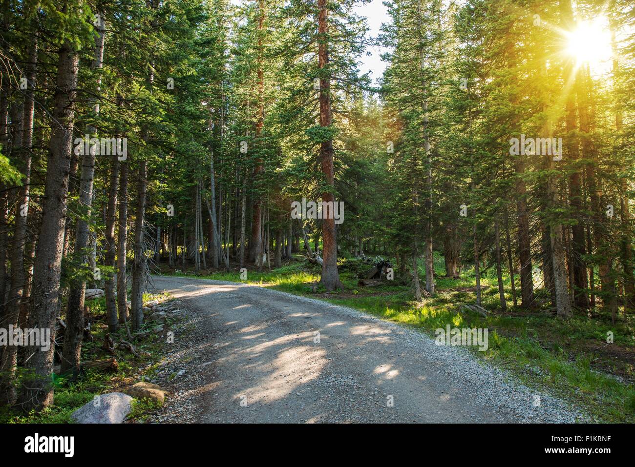 Sunny Colorado Forest Road. Backcountry Road Stock Photo - Alamy