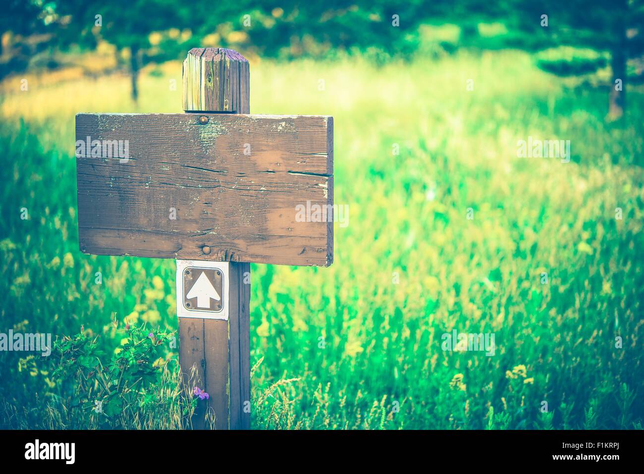 Blank Wood Trail Sign on the Green Summer Meadow Stock Photo - Alamy