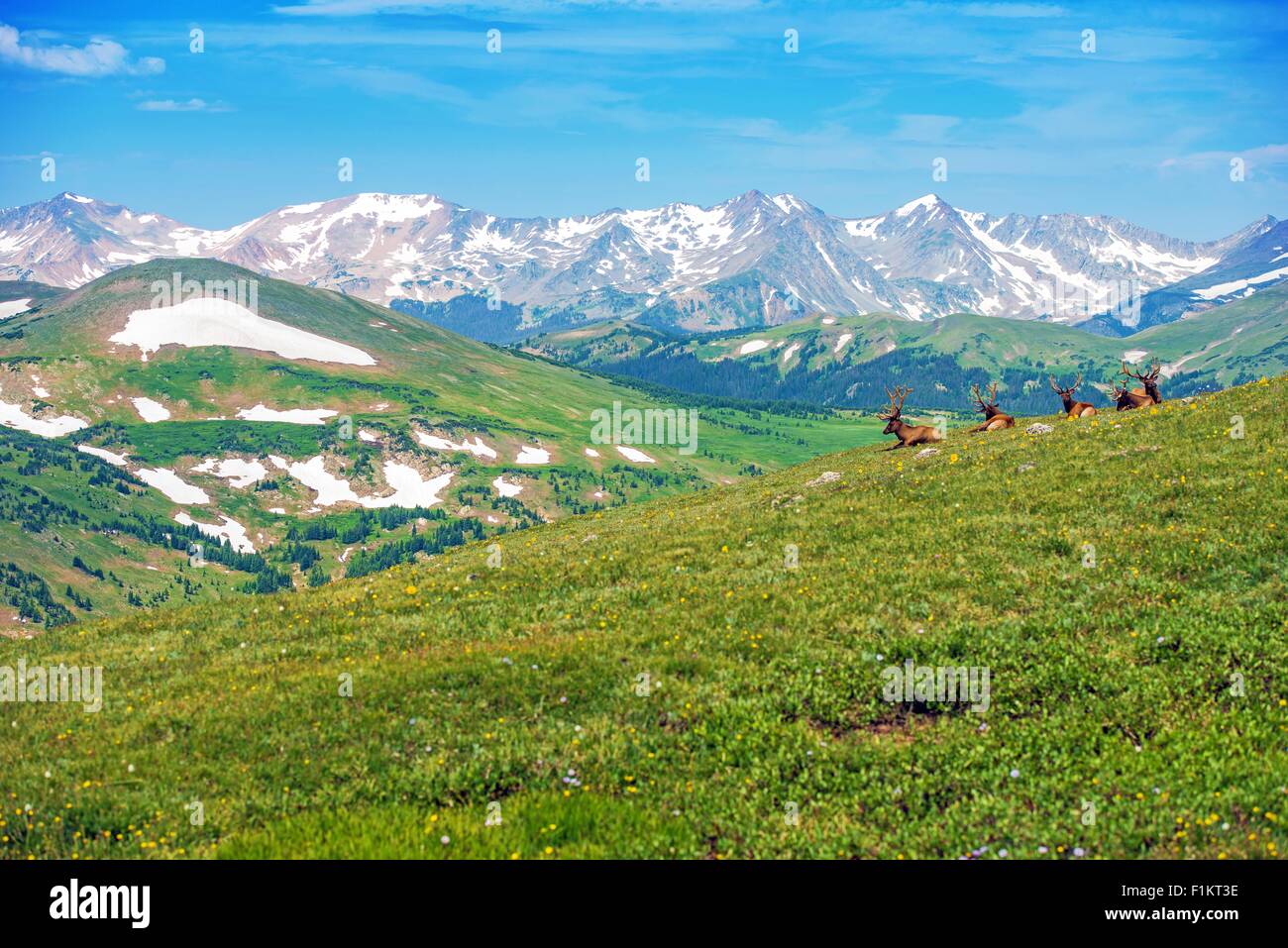 Colorado Summer Panorama with Elks. Rocky Mountains Landscape. Colorado ...