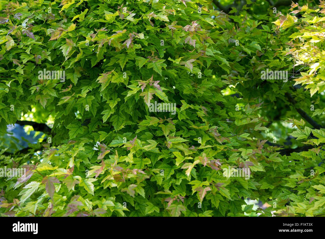 Green Tree Branches Backdrop. Summer Tree Stock Photo - Alamy