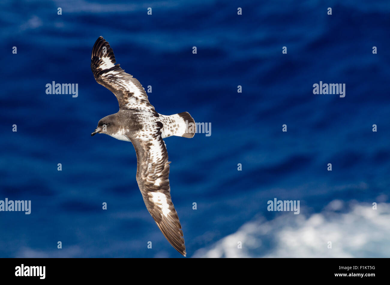 Cape petrel in flight Daption capense in antarctica Stock Photo - Alamy