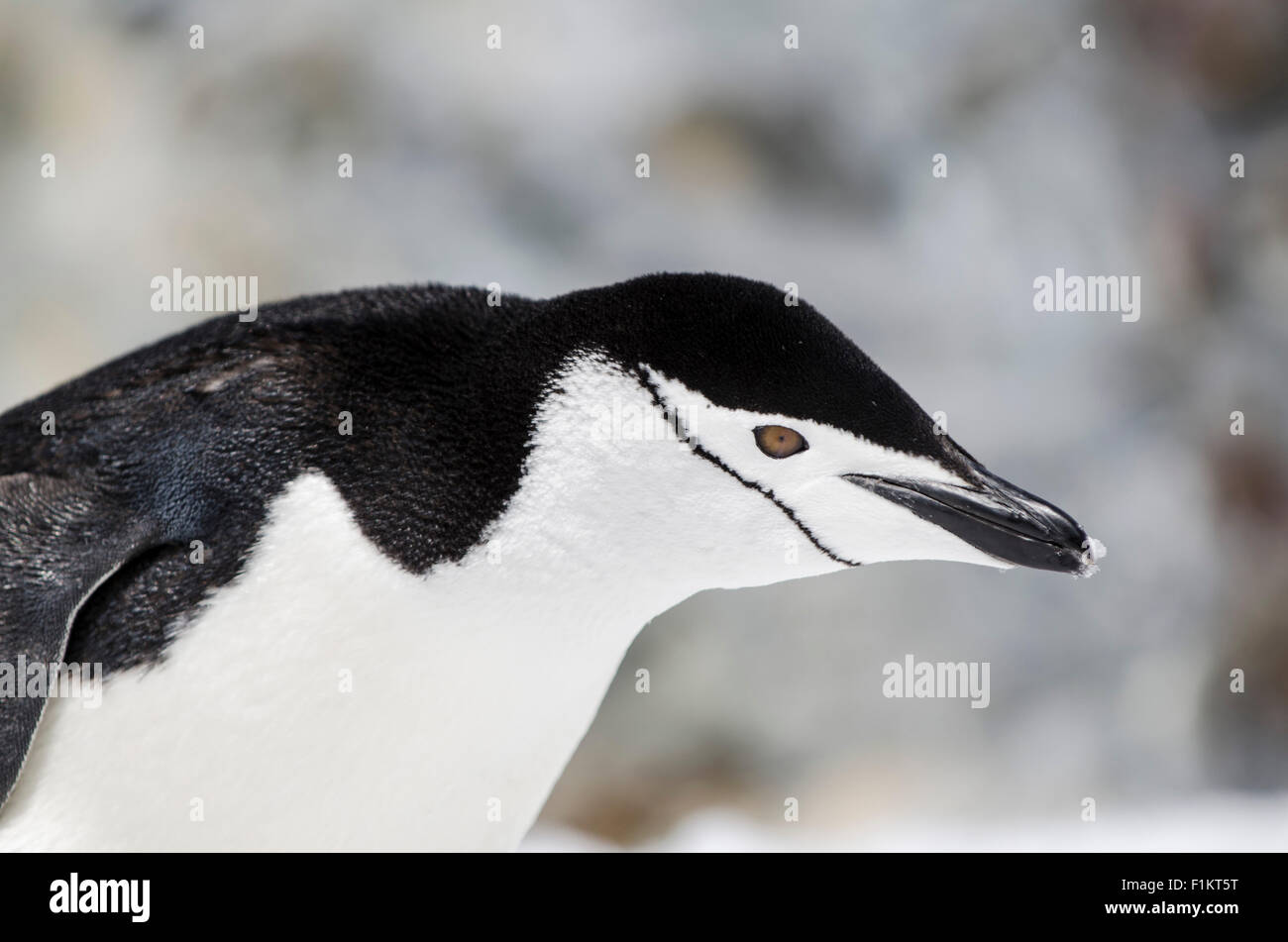 A chinstrap penguin Pygoscelis antarctica in Antarctica Stock Photo - Alamy