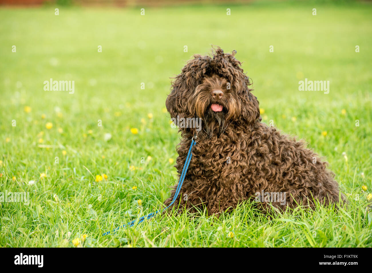 A cute young Cockapoo sitting in a grass field, UK Stock Photo - Alamy