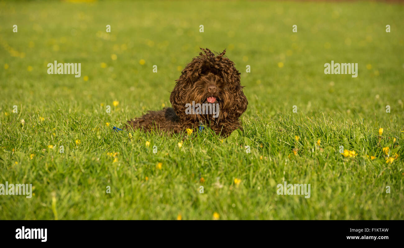 Cockapoo Puppies High Resolution Stock Photography and Images - Alamy