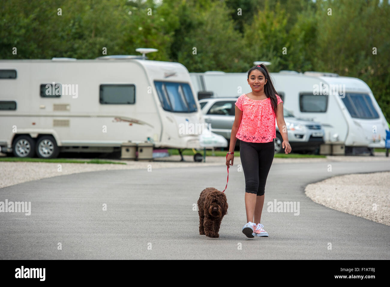 Cockapoo side view hi-res stock photography and images - Alamy