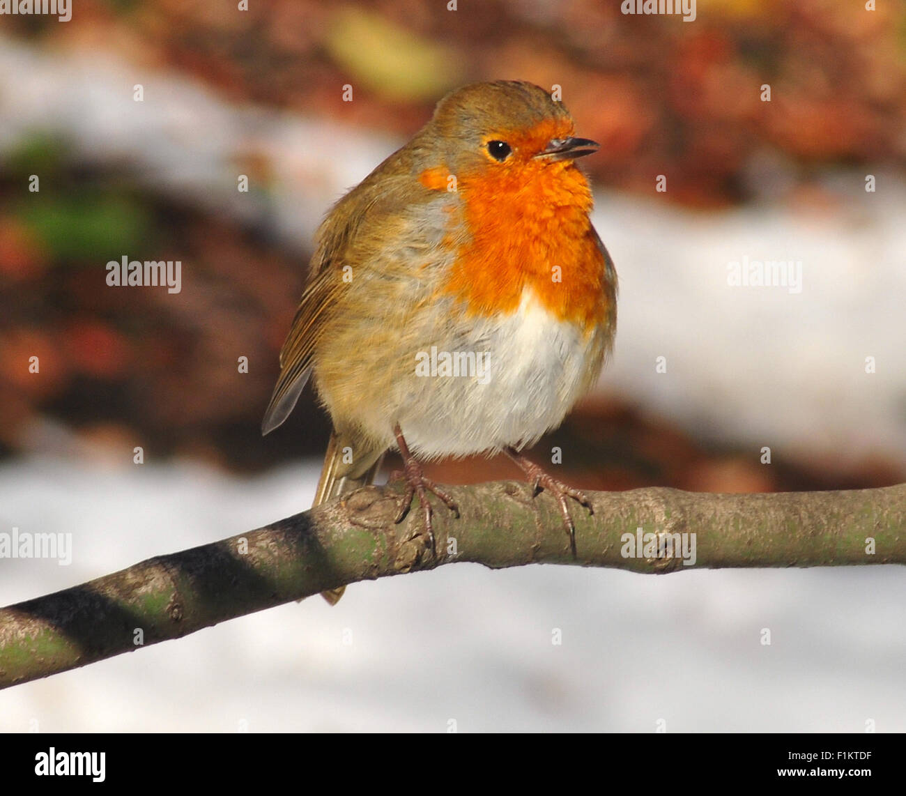 Robin edinburgh hi-res stock photography and images - Alamy